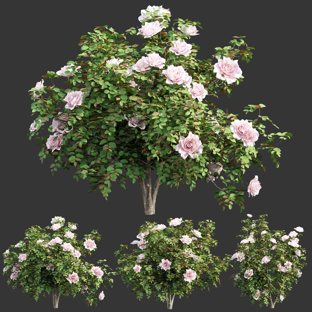 3D Rose Bushes Collection Vol 74-3dmodel - TurboSquid 2261188