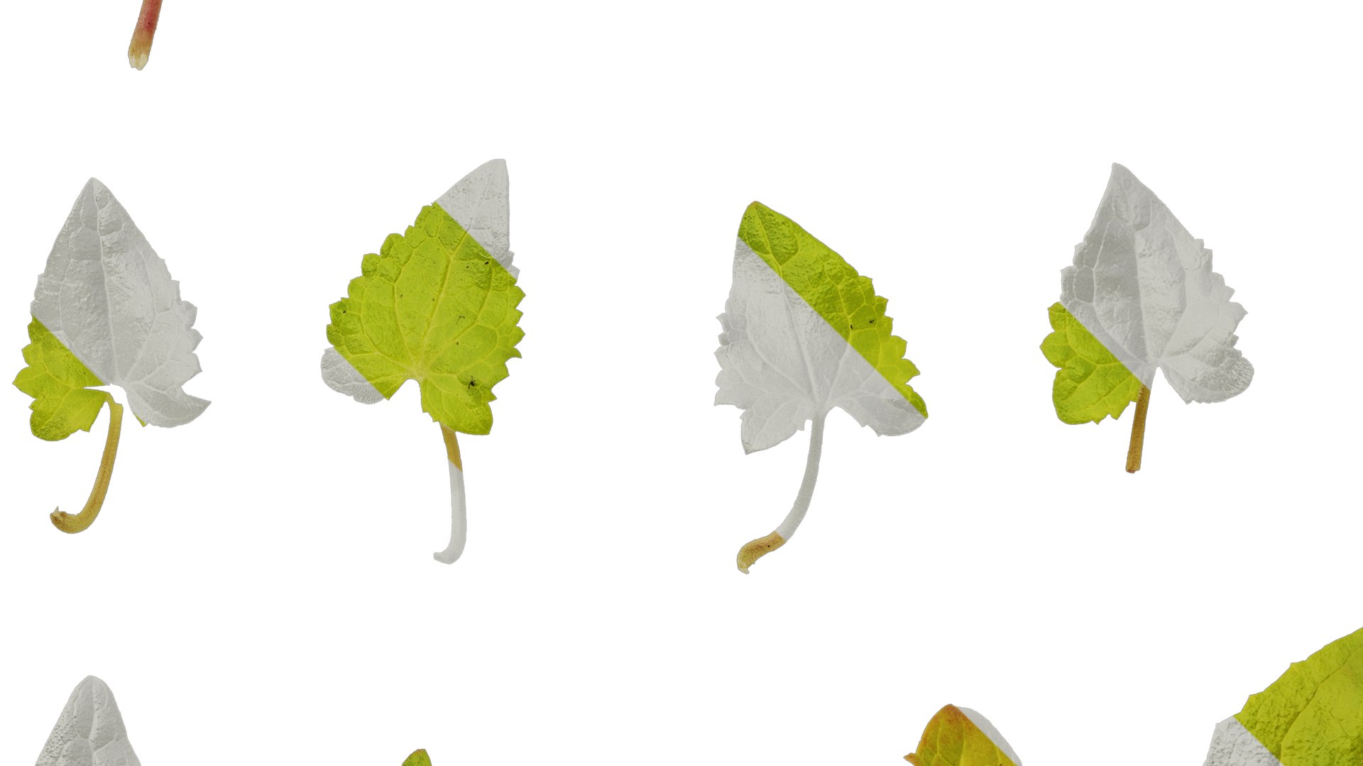 Anydrafts Azarina Leaf 01 Textures 3D - TurboSquid 2352499