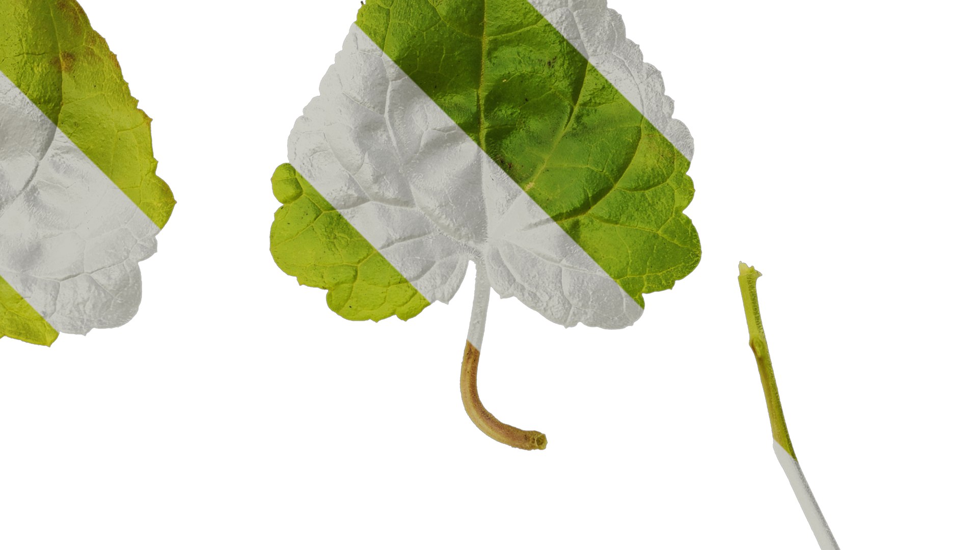 Anydrafts Azarina Leaf 01 Textures 3D - TurboSquid 2352499