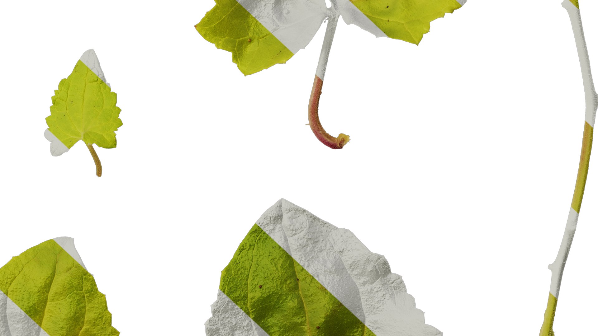 Anydrafts Azarina Leaf 01 Textures 3D - TurboSquid 2352499