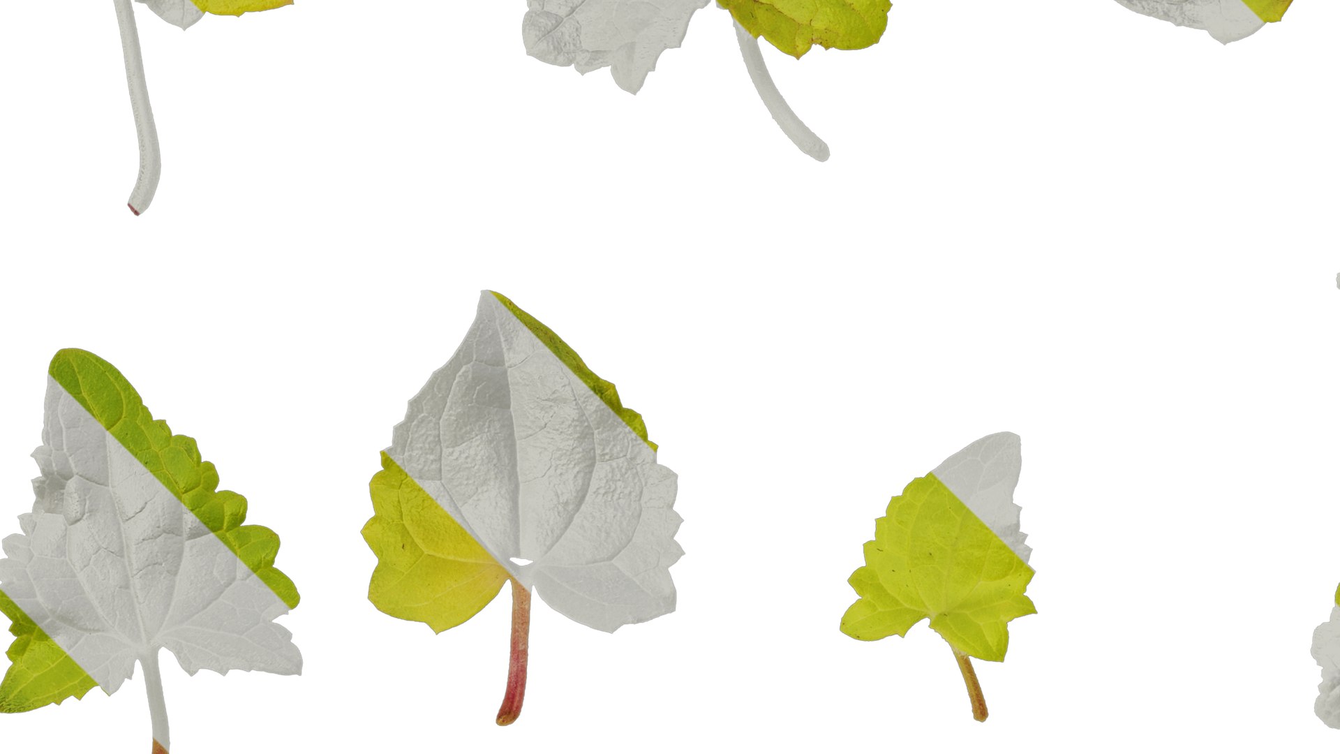 Anydrafts Azarina Leaf 01 Textures 3D - TurboSquid 2352499