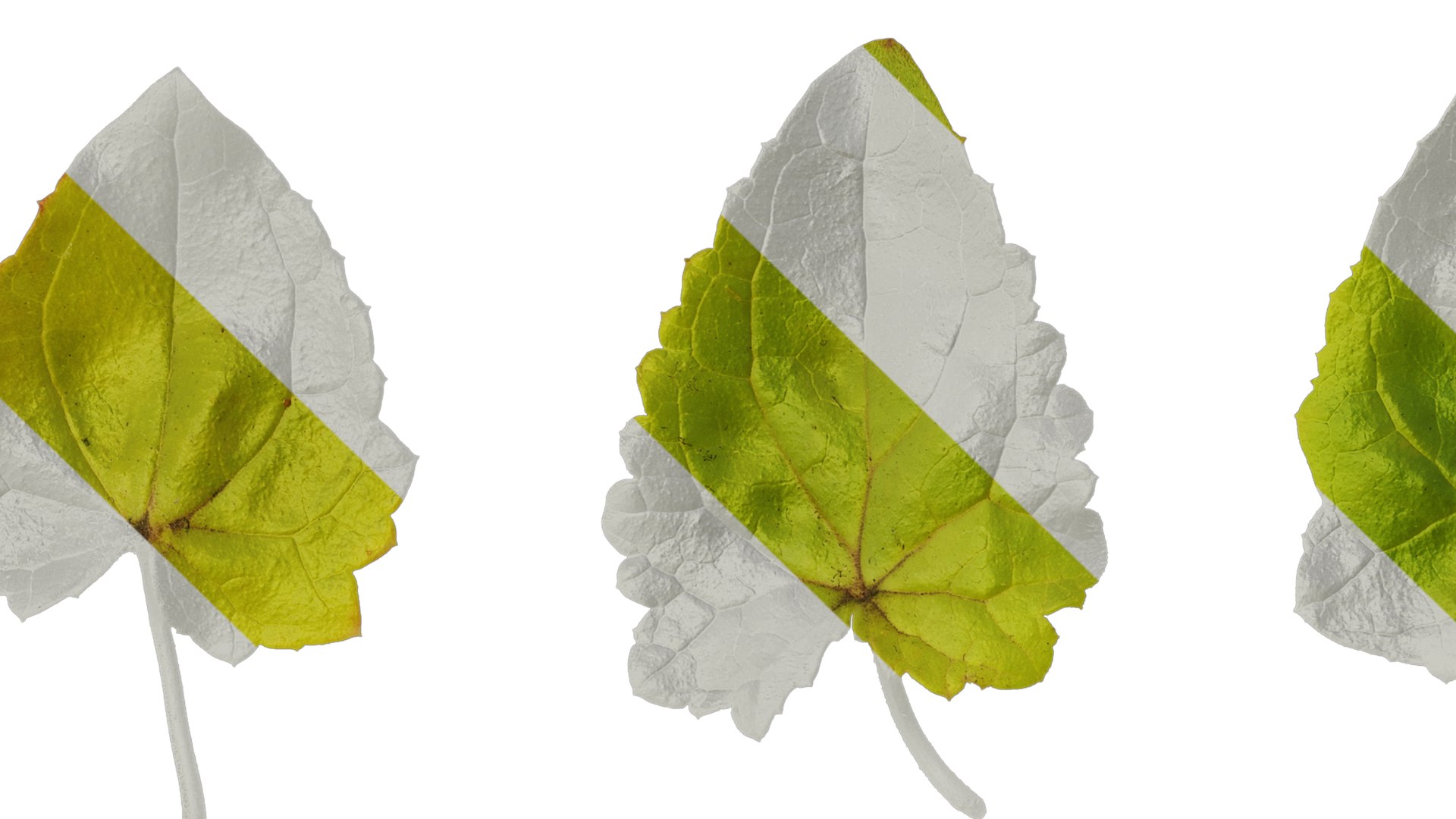 Anydrafts Azarina Leaf 01 Textures 3D - TurboSquid 2352499