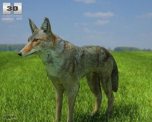 3D Coyote Models | TurboSquid