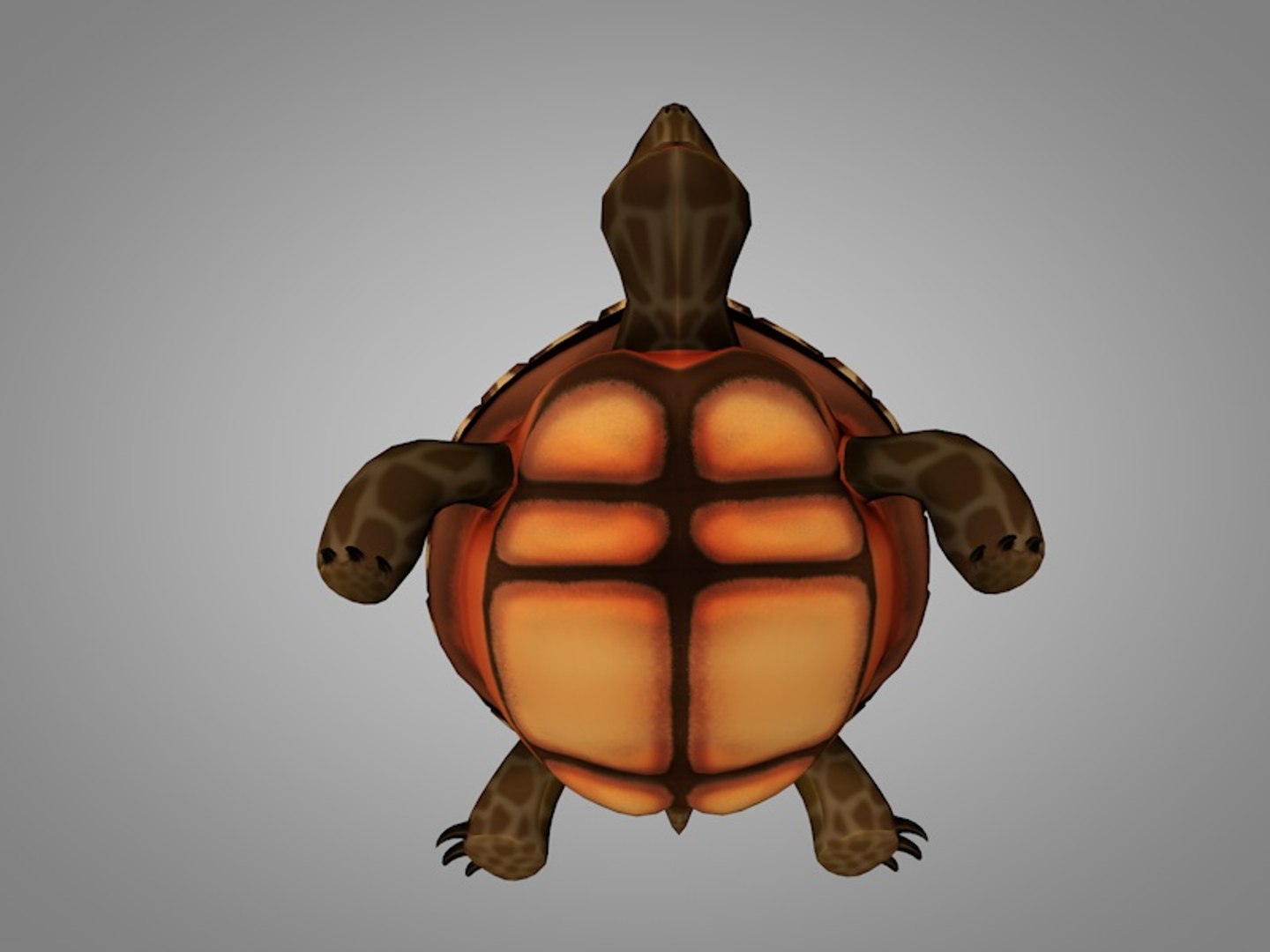 Turtle Model - TurboSquid 1346418