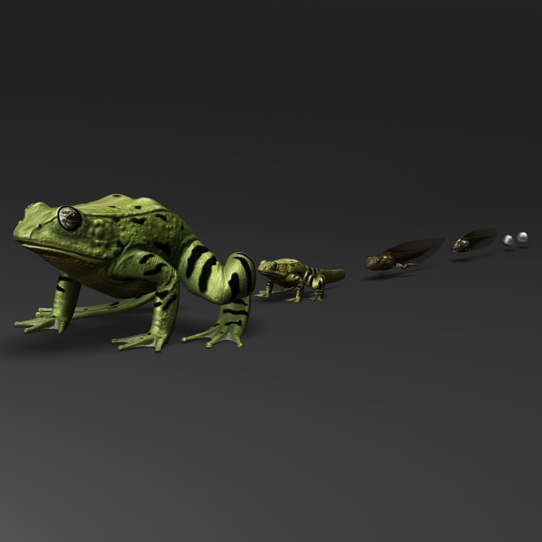 frog evolution max