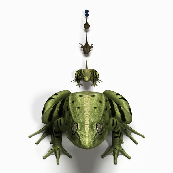 frog evolution max