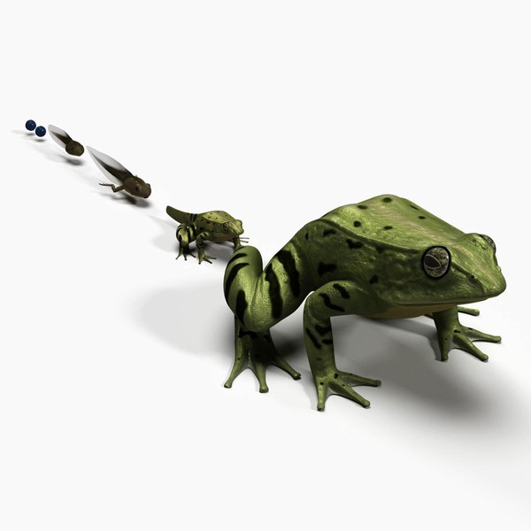 frog evolution max