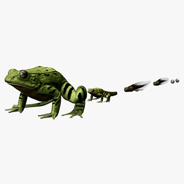 frog egg 3d model
