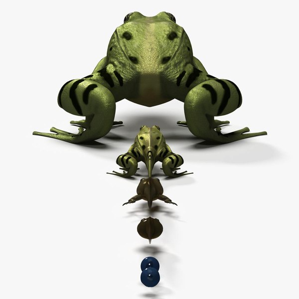 frog evolution max