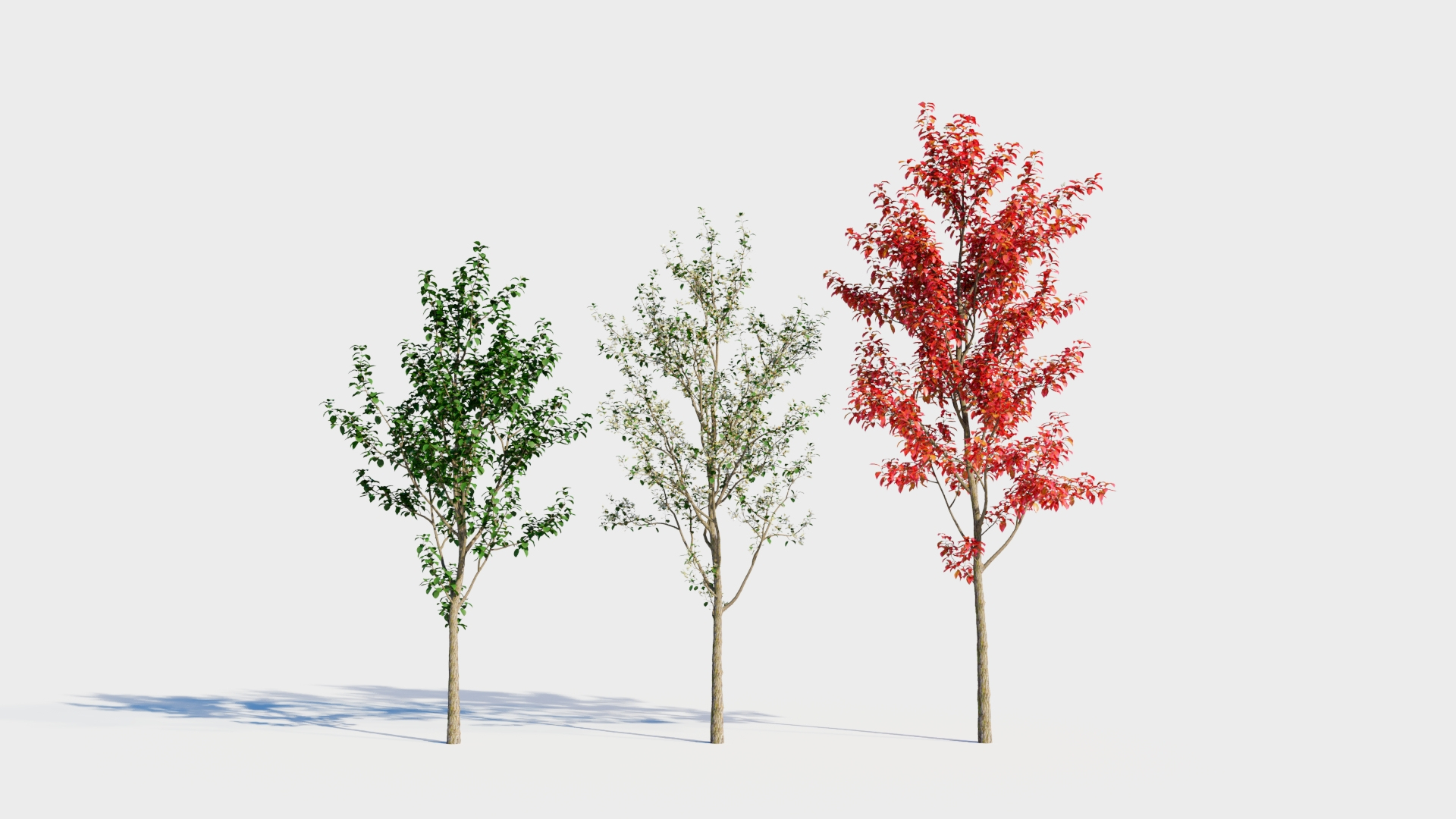 3D Model Amelanchier Lamarckii A - TurboSquid 2232941