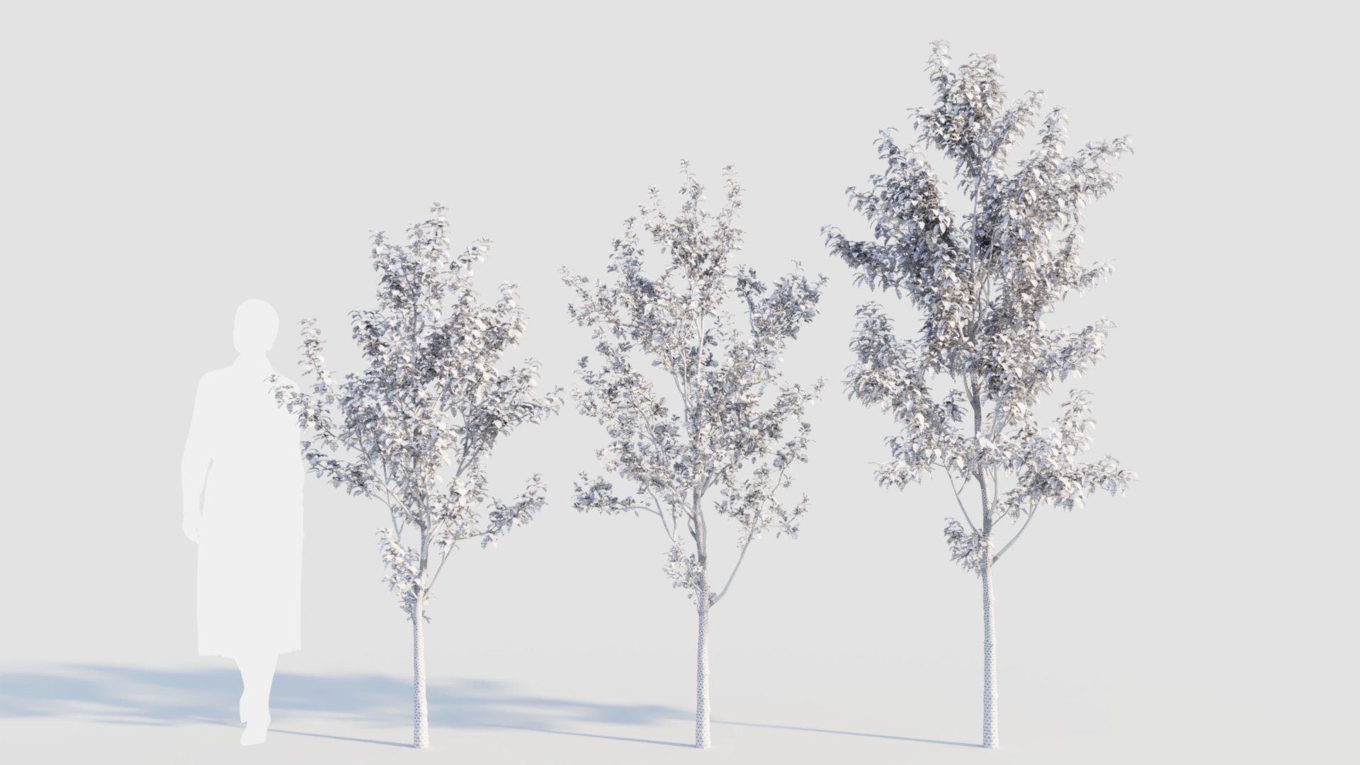 3D Model Amelanchier Lamarckii A - TurboSquid 2232941