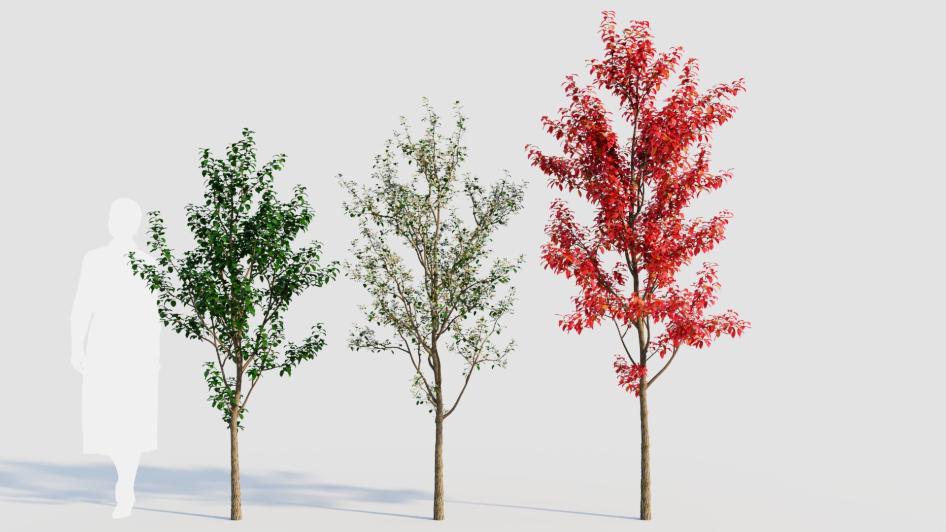 3D Model Amelanchier Lamarckii A - TurboSquid 2232941