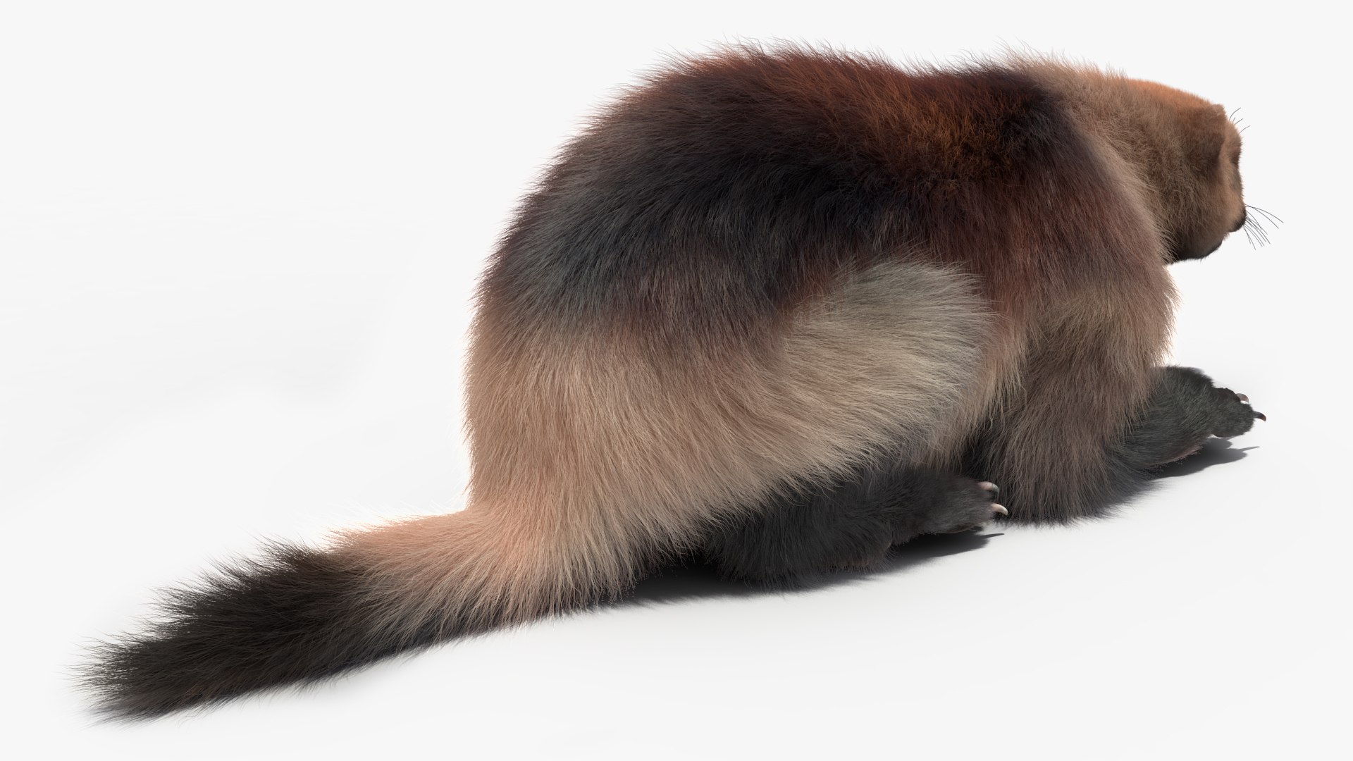 3D Wolverine Light Color Lying Down Pose Fur - TurboSquid 2161776