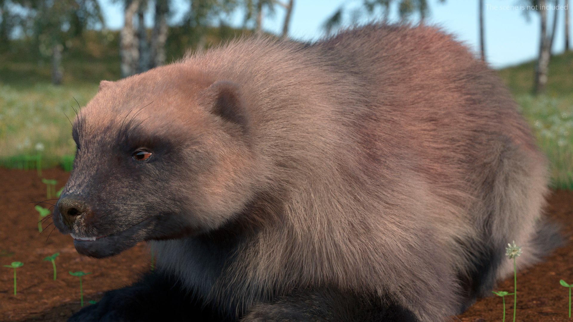 3D Wolverine Light Color Lying Down Pose Fur - TurboSquid 2161776