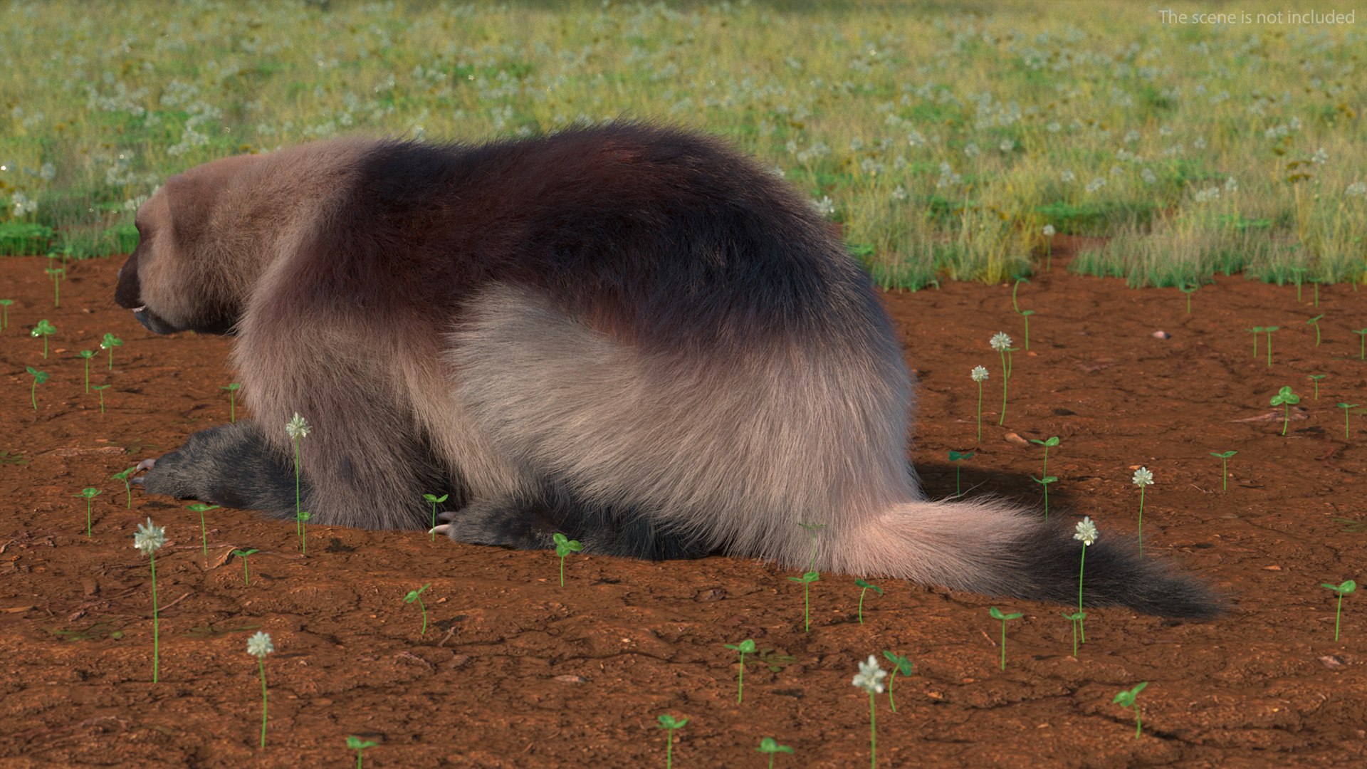 3D Wolverine Light Color Lying Down Pose Fur - TurboSquid 2161776