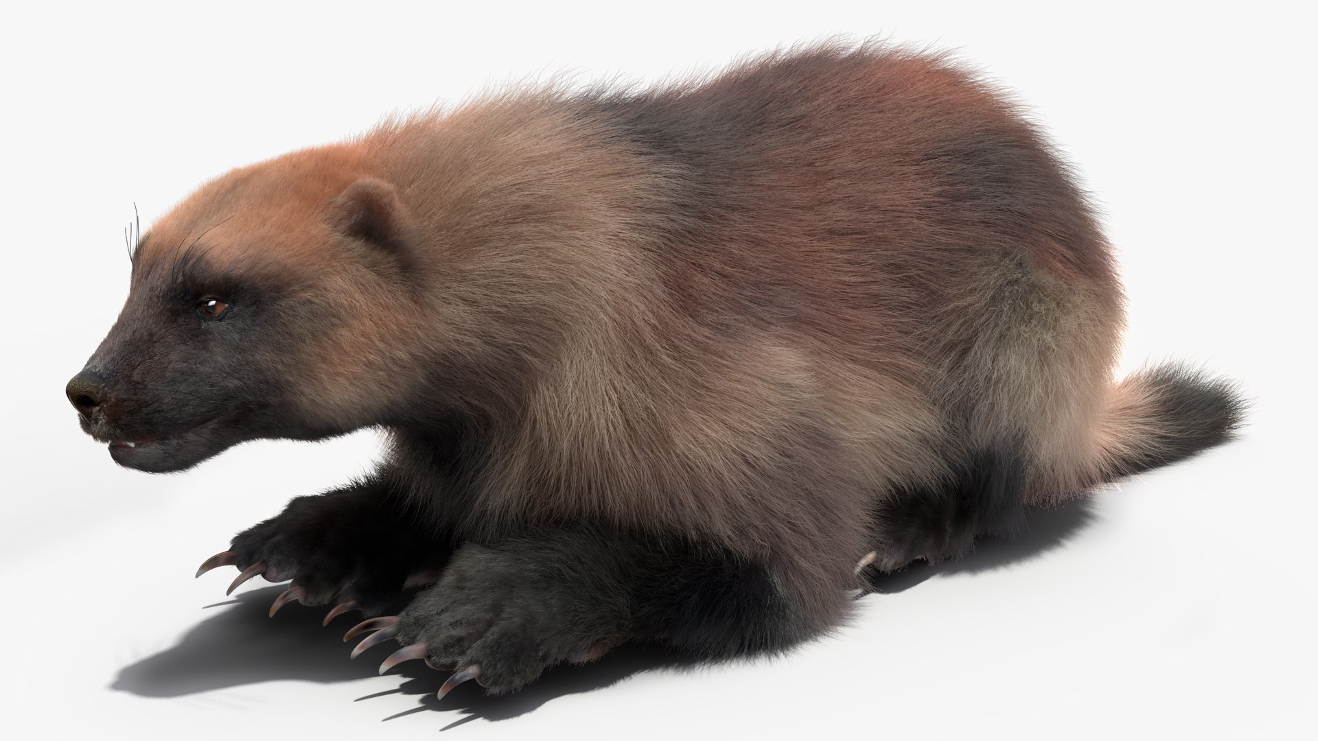 3D Wolverine Light Color Lying Down Pose Fur - TurboSquid 2161776