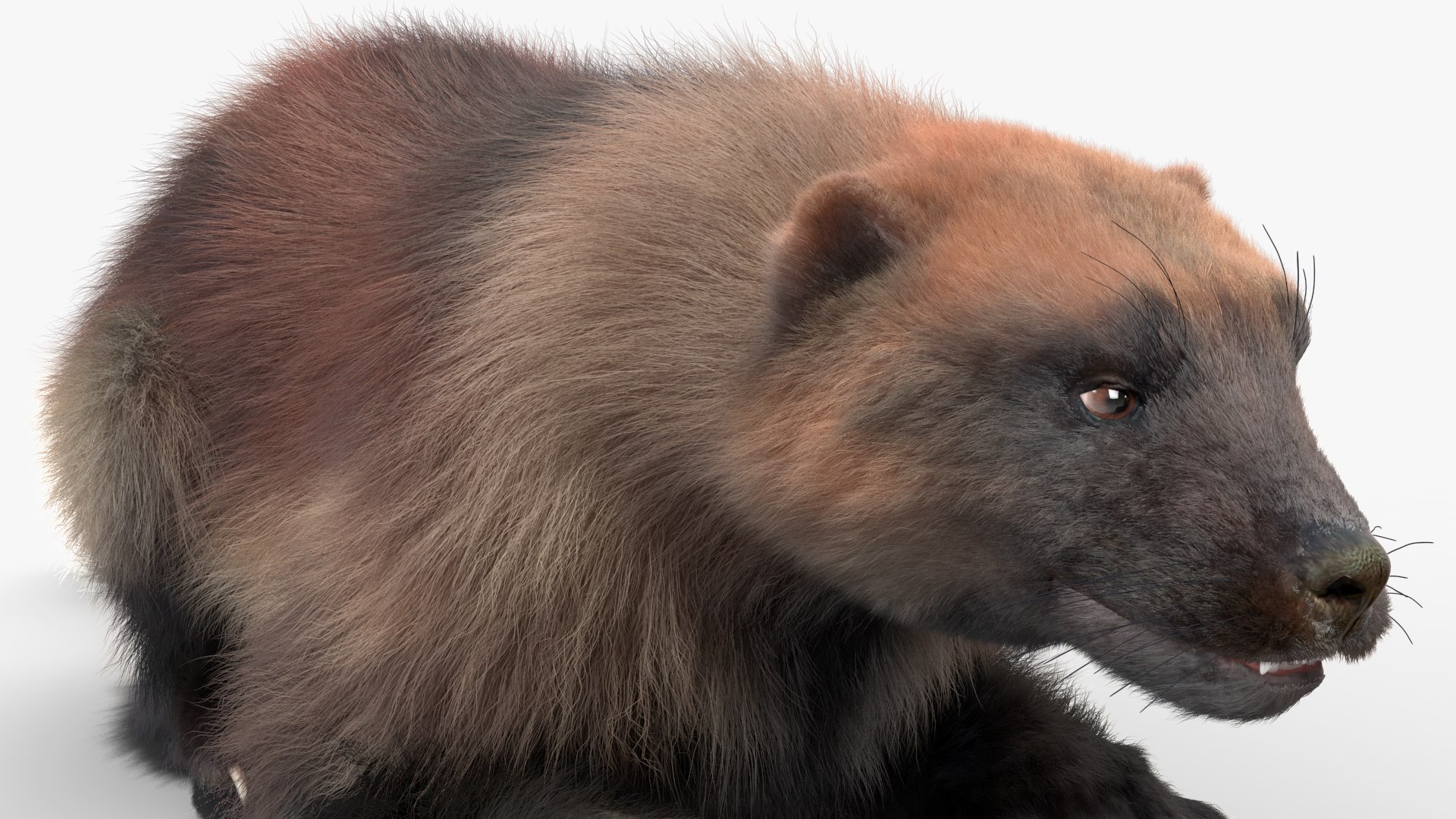 3D Wolverine Light Color Lying Down Pose Fur - TurboSquid 2161776