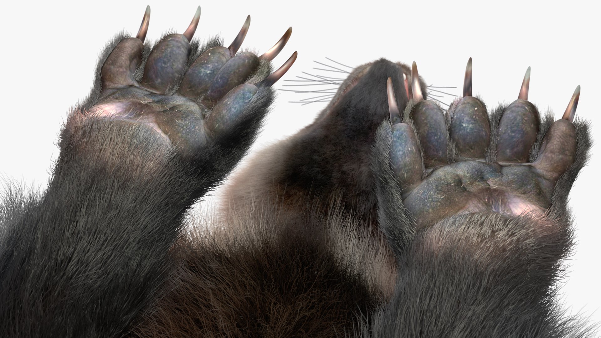 3D Wolverine Light Color Lying Down Pose Fur - TurboSquid 2161776