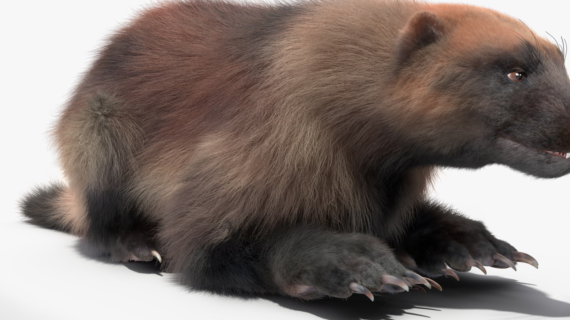 3D Wolverine Light Color Lying Down Pose Fur - TurboSquid 2161776