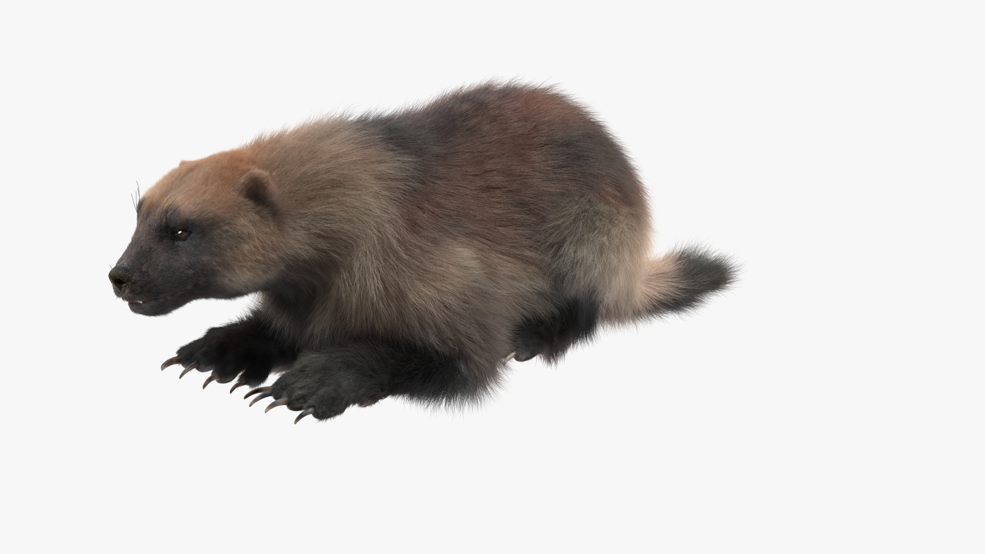 3D Wolverine Light Color Lying Down Pose Fur - TurboSquid 2161776