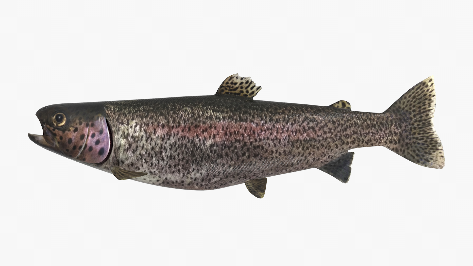 Trout 3D model - TurboSquid 1747648