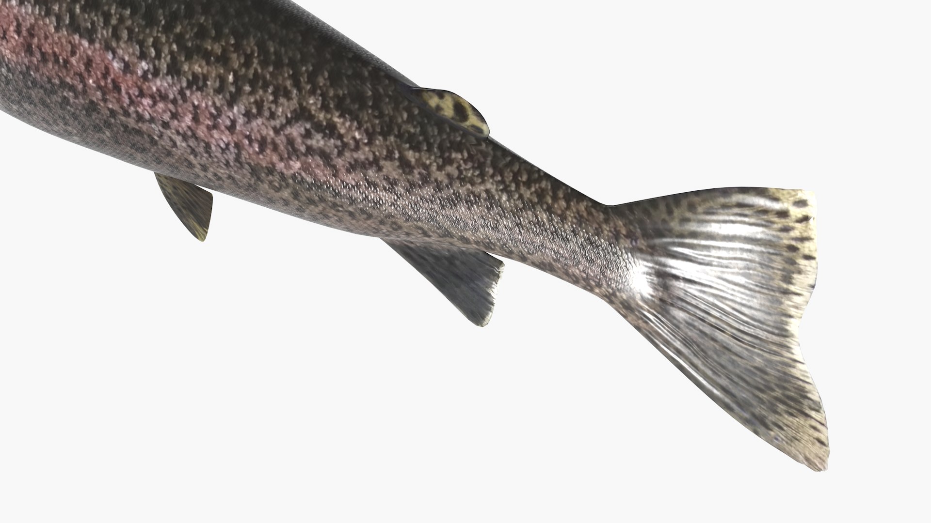 Trout 3D model - TurboSquid 1747648