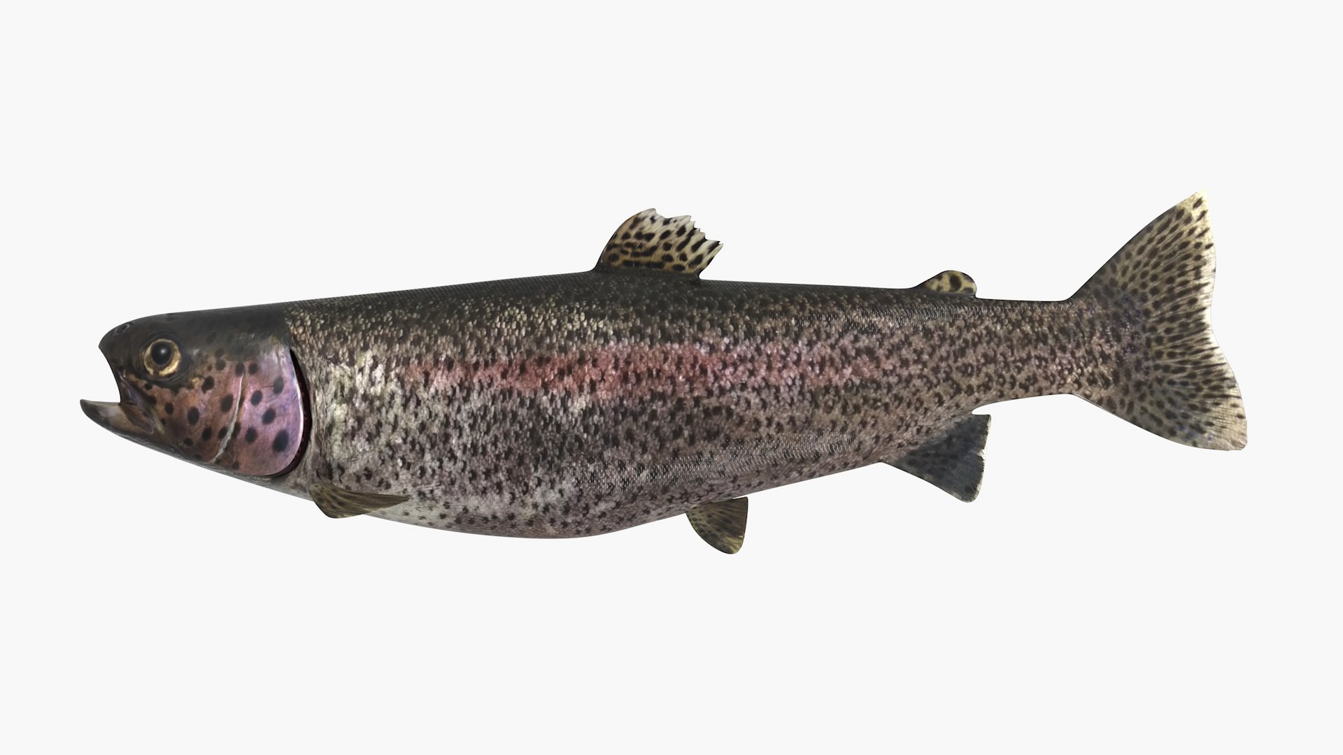 Trout 3D model - TurboSquid 1747648
