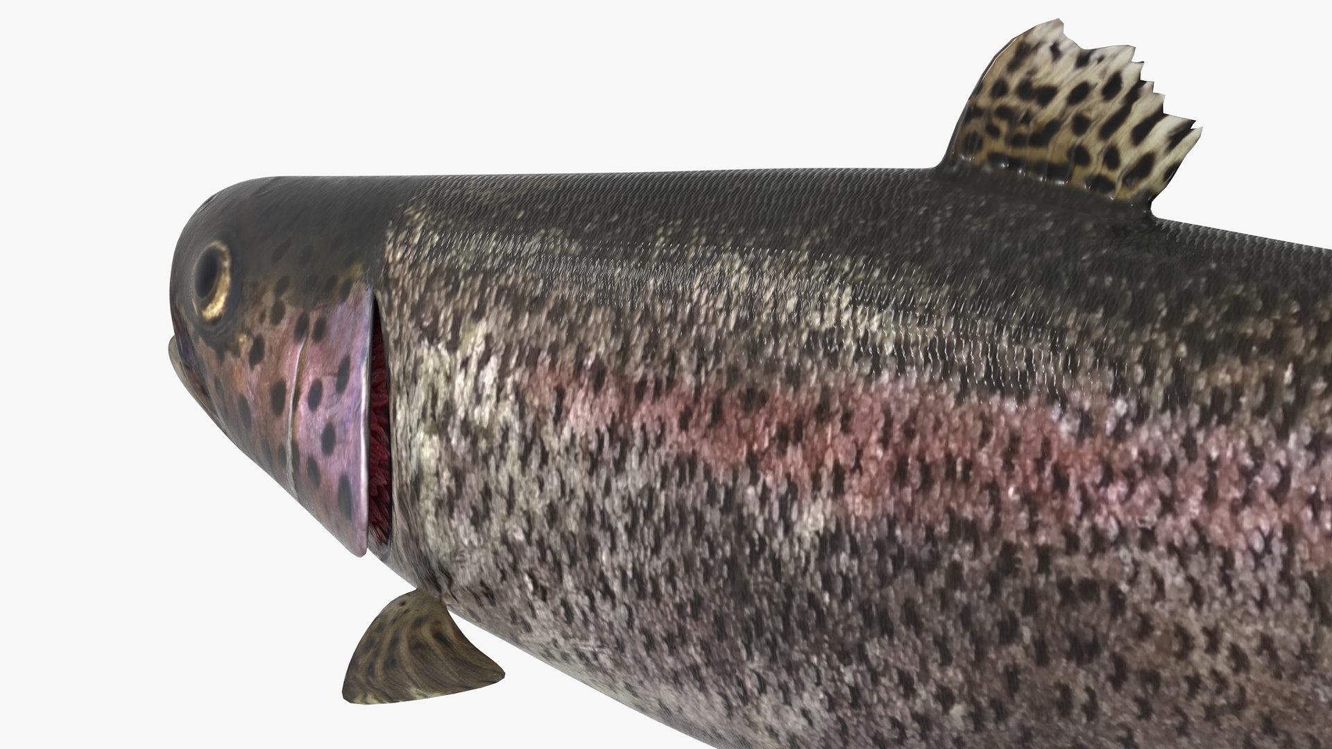 Trout 3D model - TurboSquid 1747648