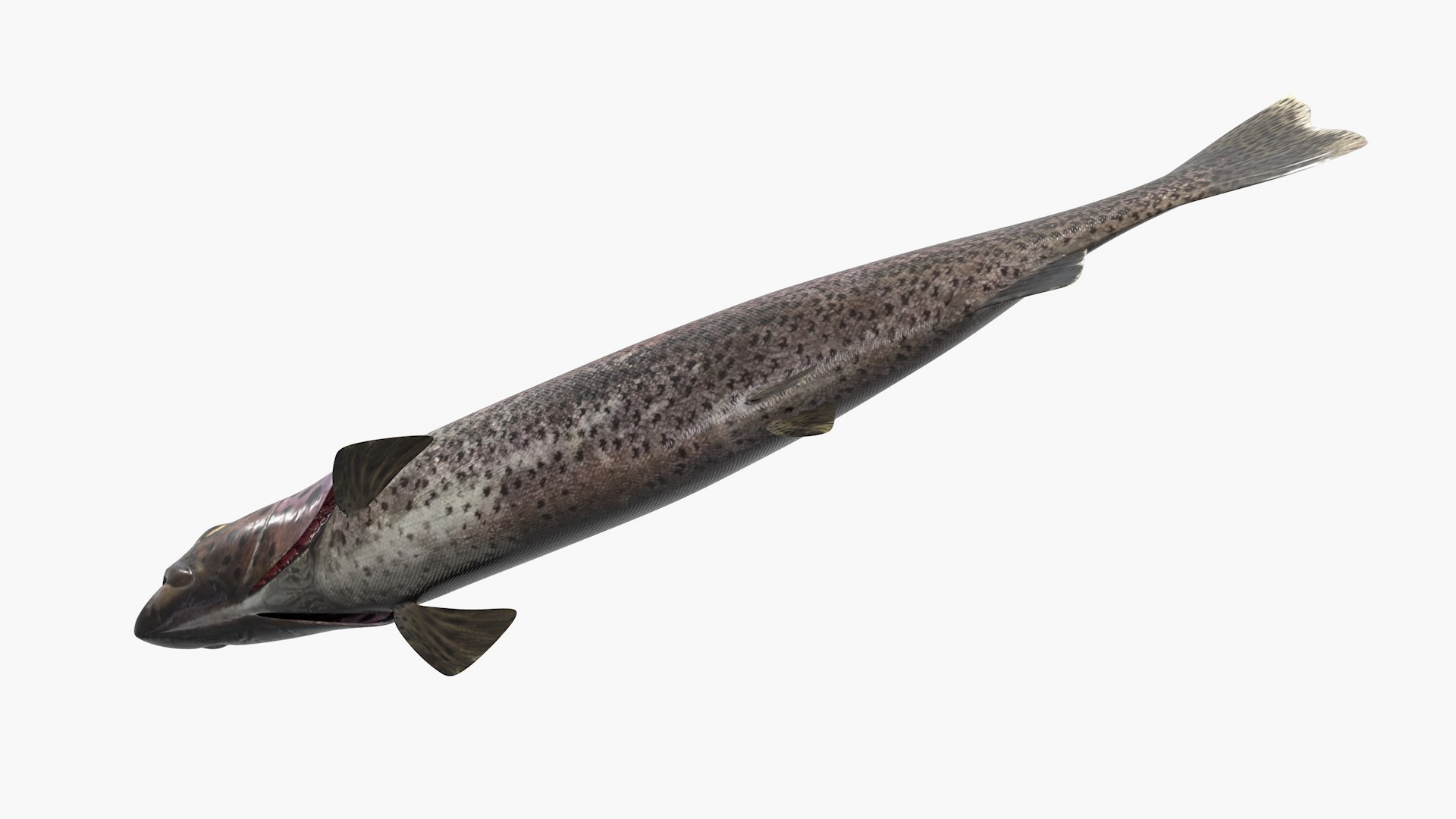 Trout 3D model - TurboSquid 1747648