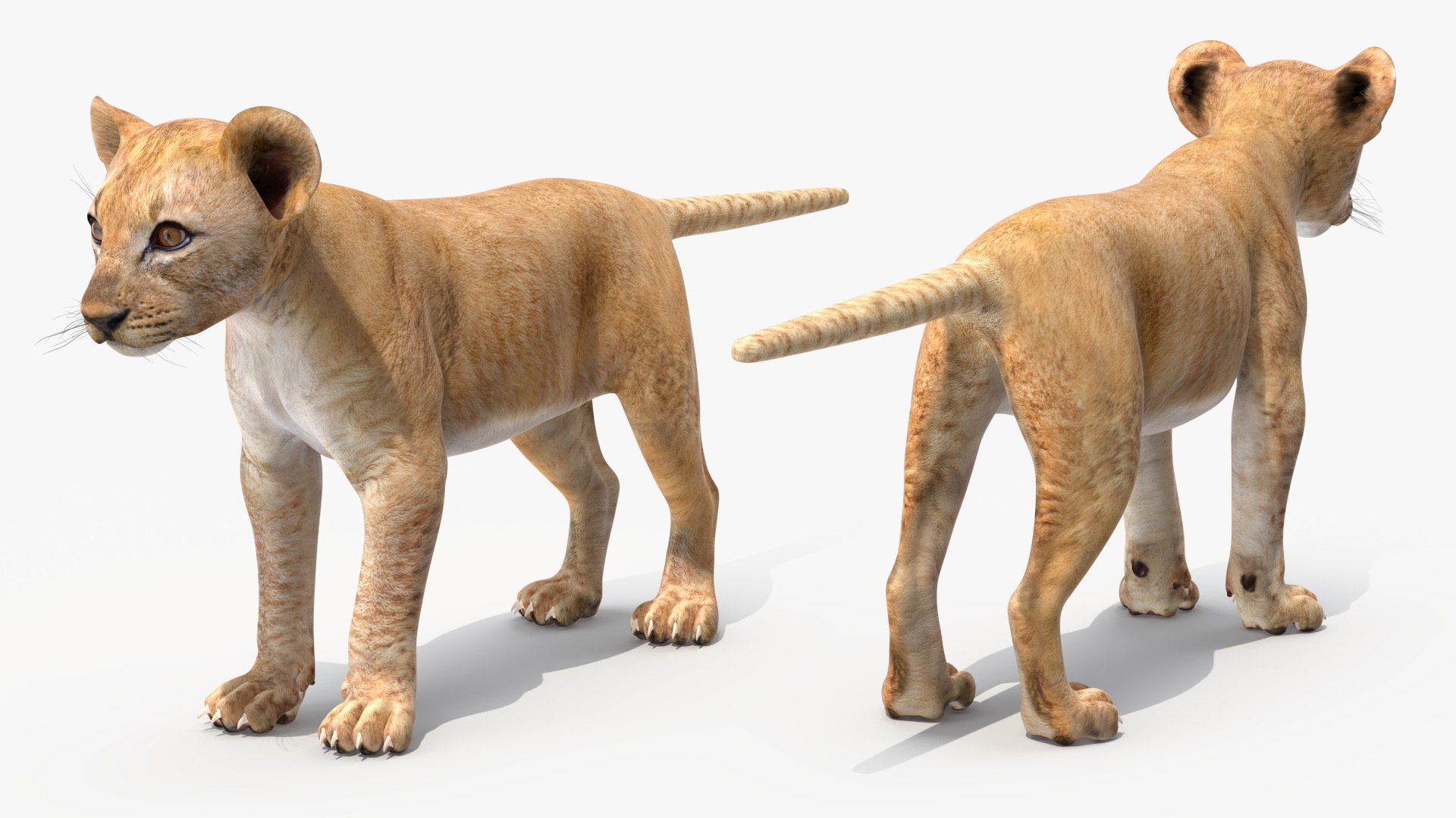 Lion Cub 3D Model - TurboSquid 2335636