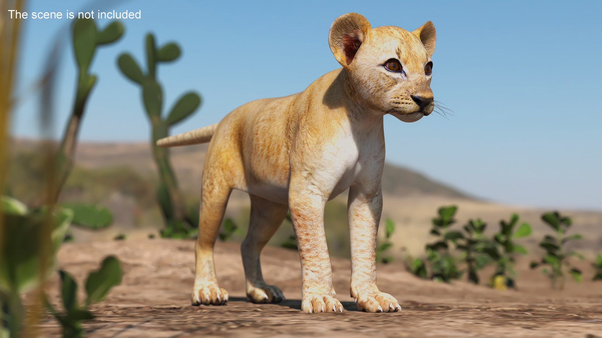 Lion Cub 3D Model - TurboSquid 2335636