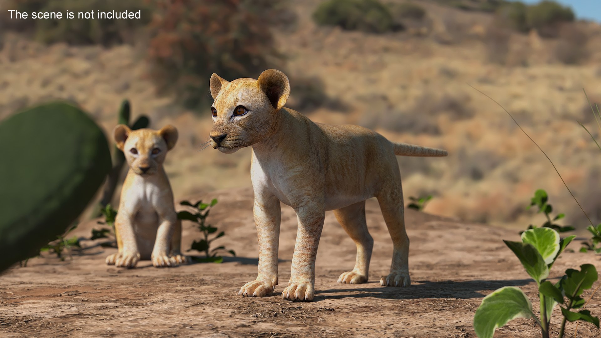 Lion Cub 3D Model - TurboSquid 2335636