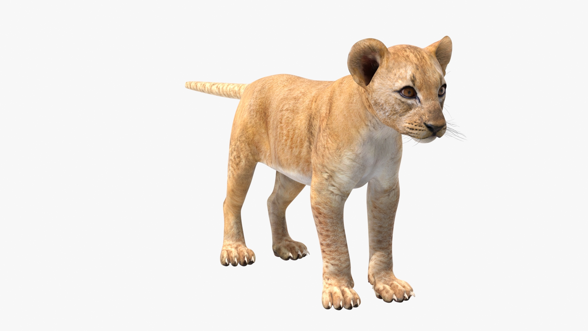 Lion Cub 3D Model - TurboSquid 2335636