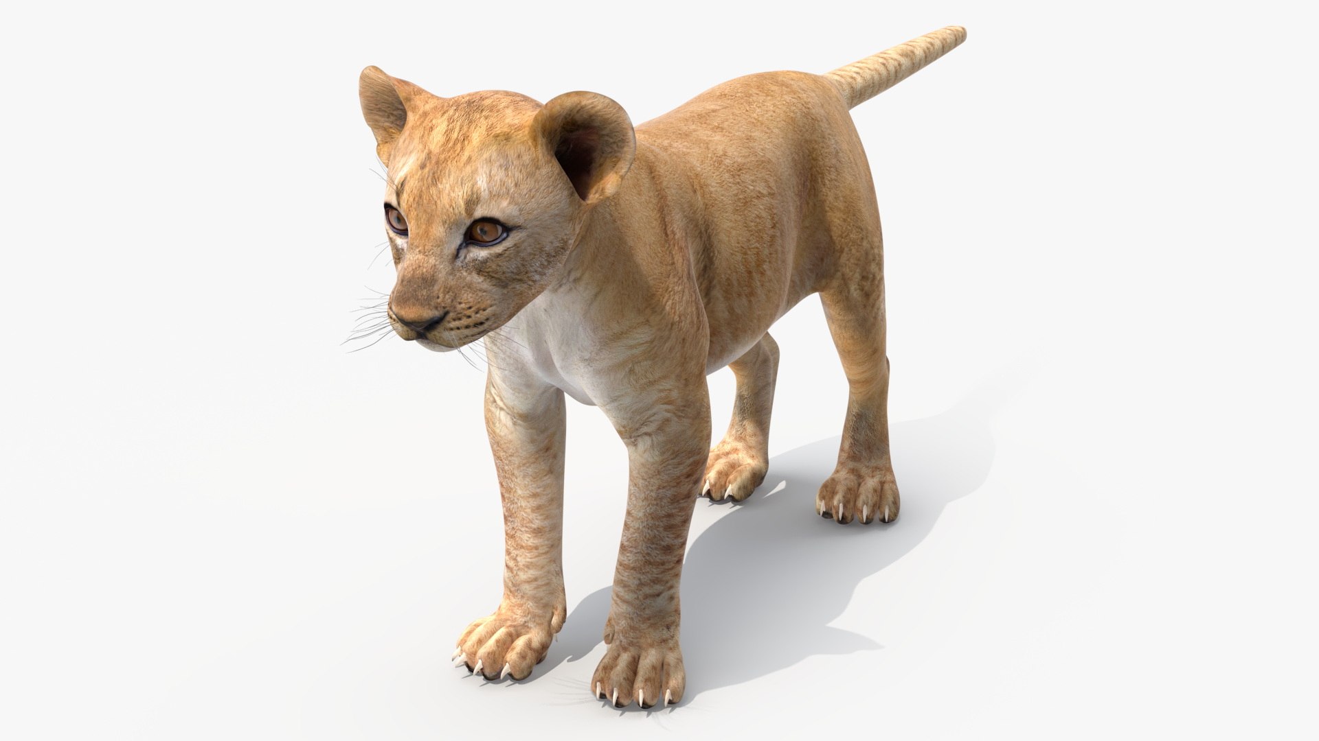 Lion Cub 3D Model - TurboSquid 2335636
