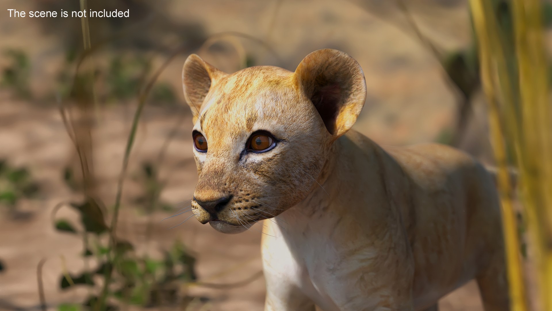 Lion Cub 3D Model - TurboSquid 2335636