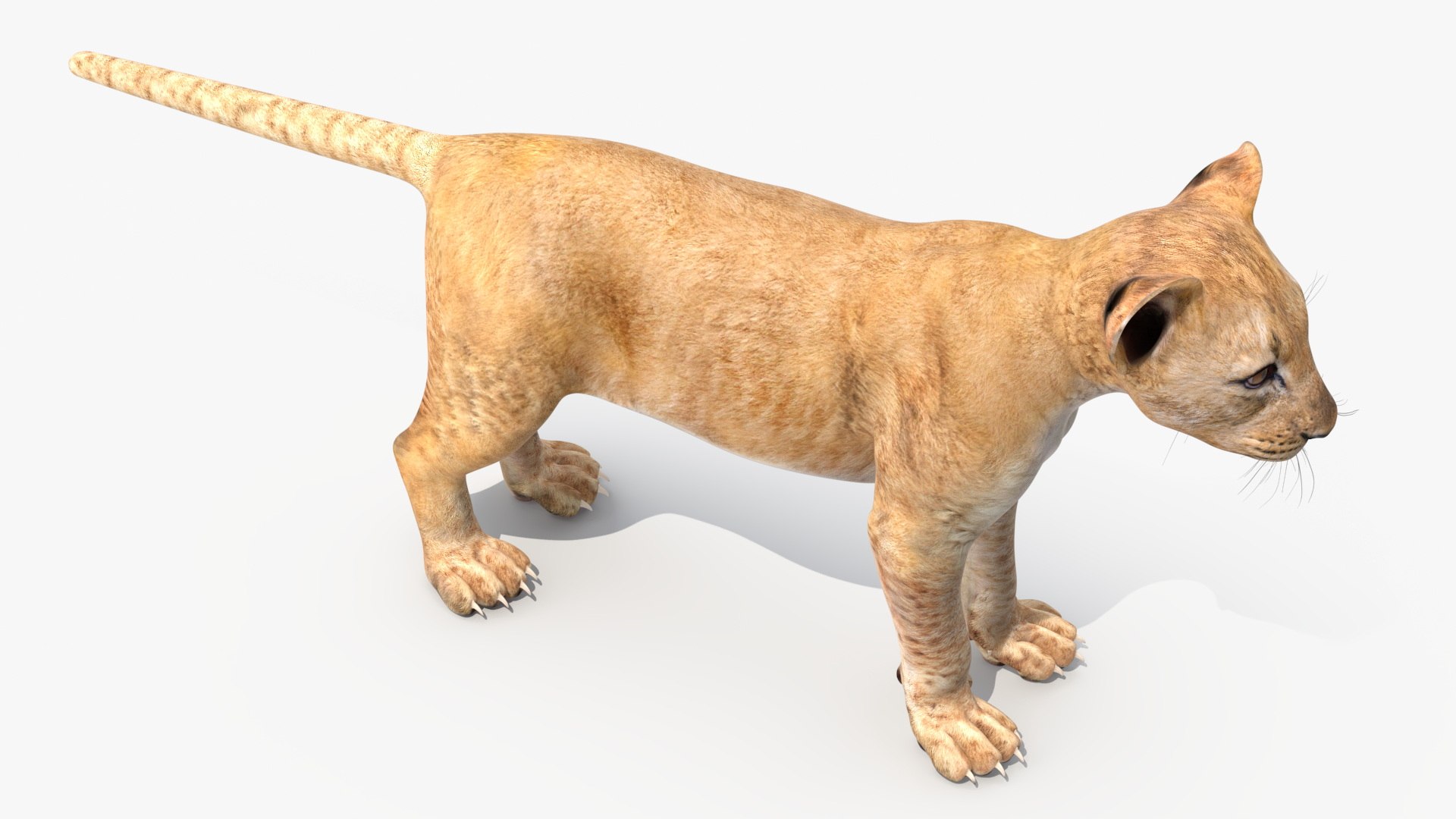 Lion Cub 3D Model - TurboSquid 2335636