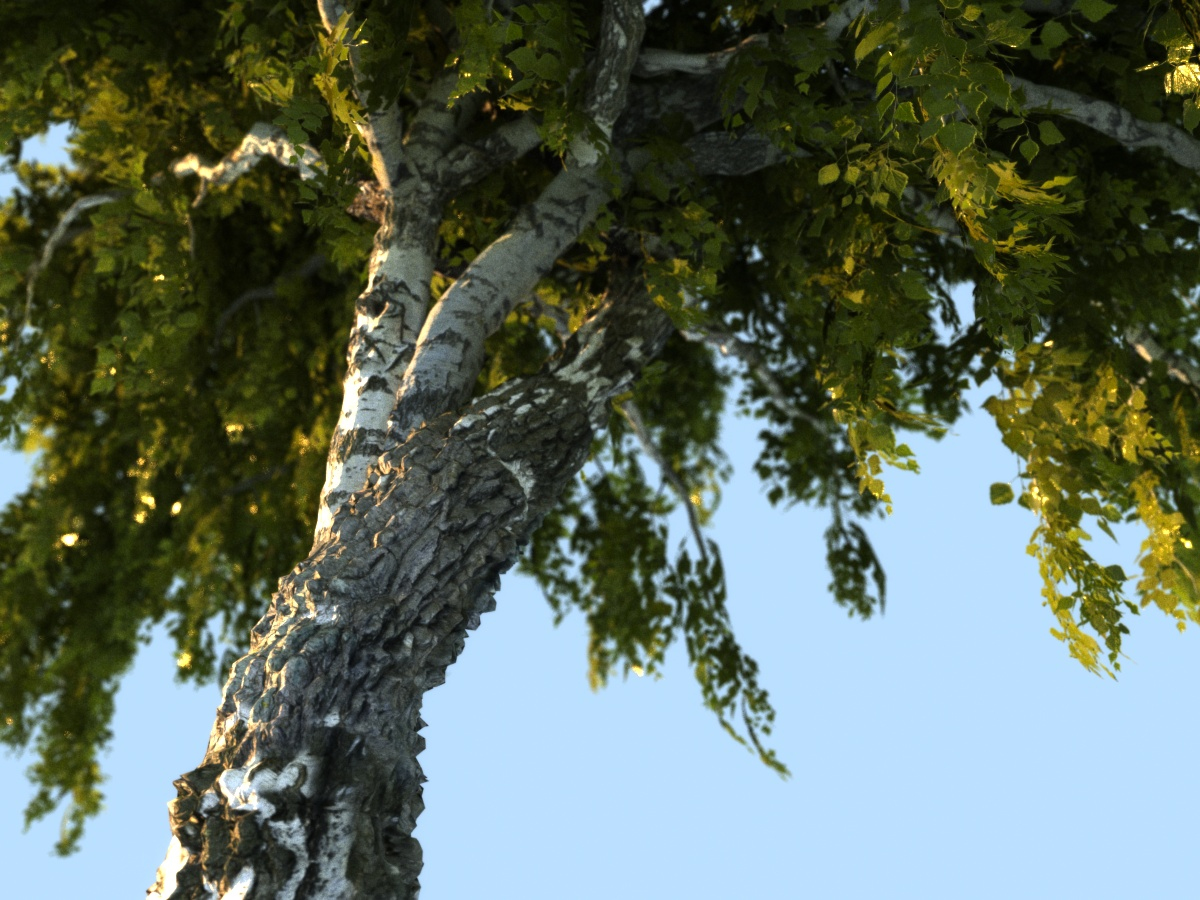 3D birch-tree pack 4 tree - TurboSquid 1307110