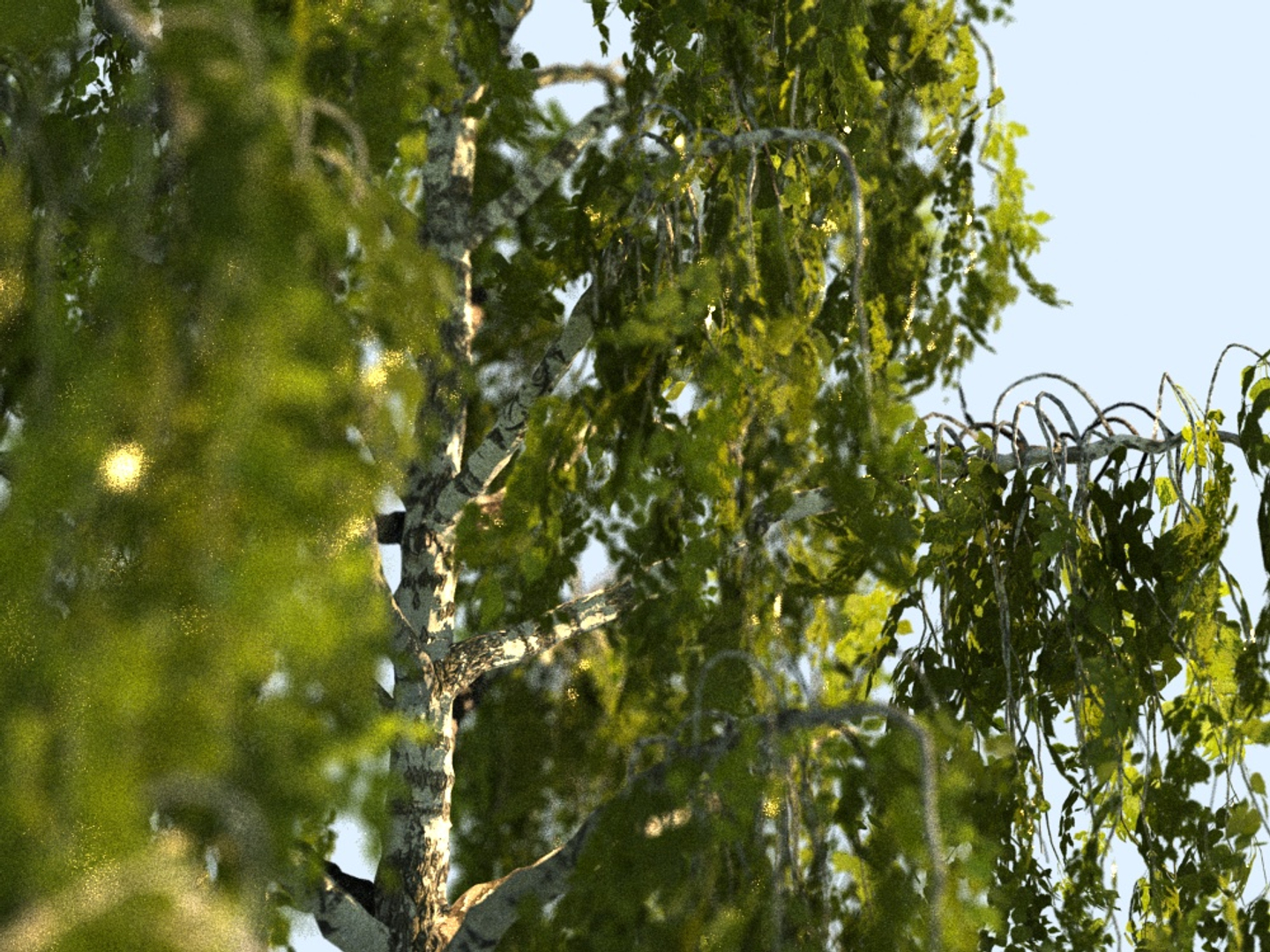 3D Birch-tree Pack 4 Tree - TurboSquid 1307110