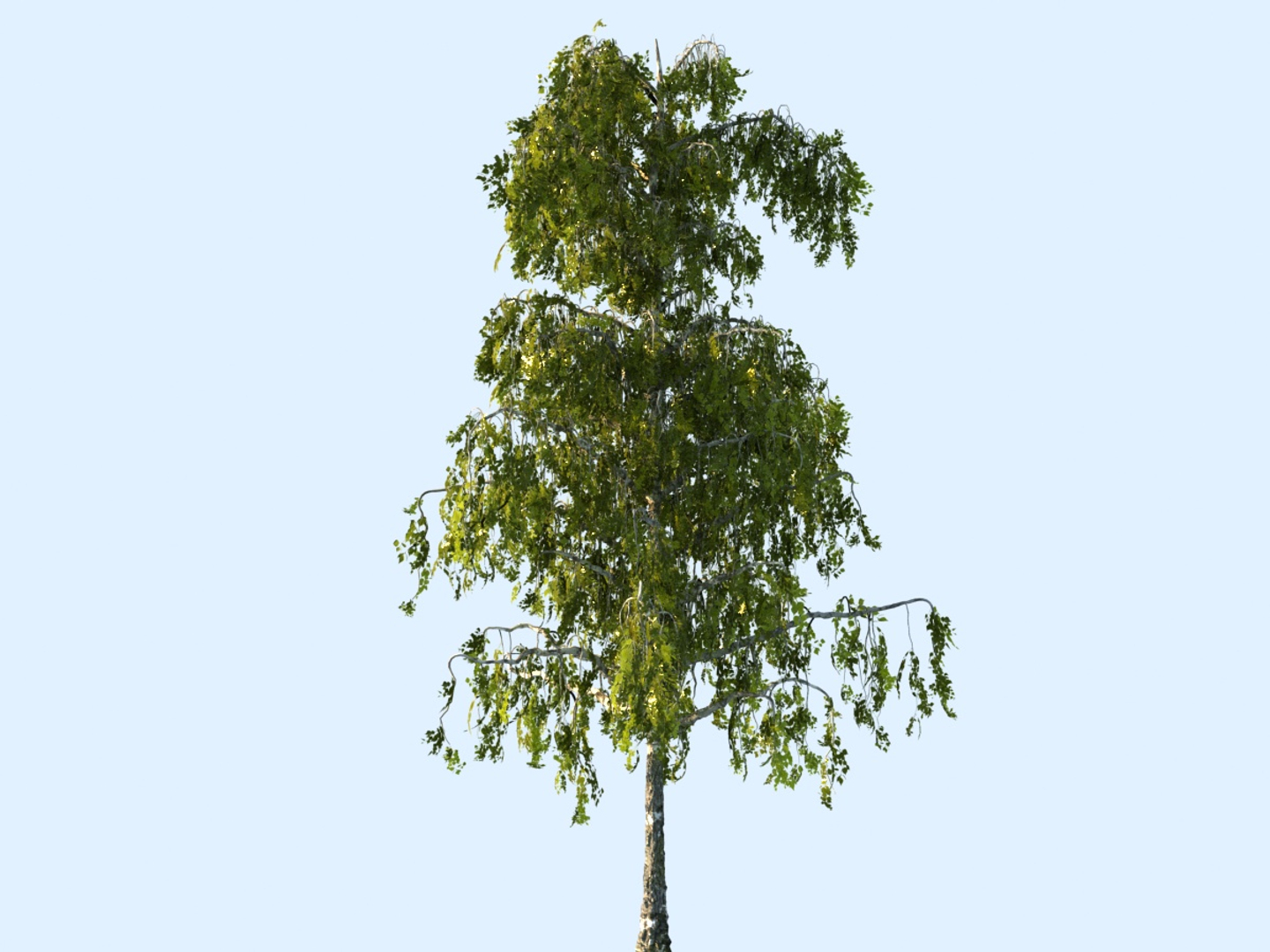 3D Birch-tree Pack 4 Tree - TurboSquid 1307110