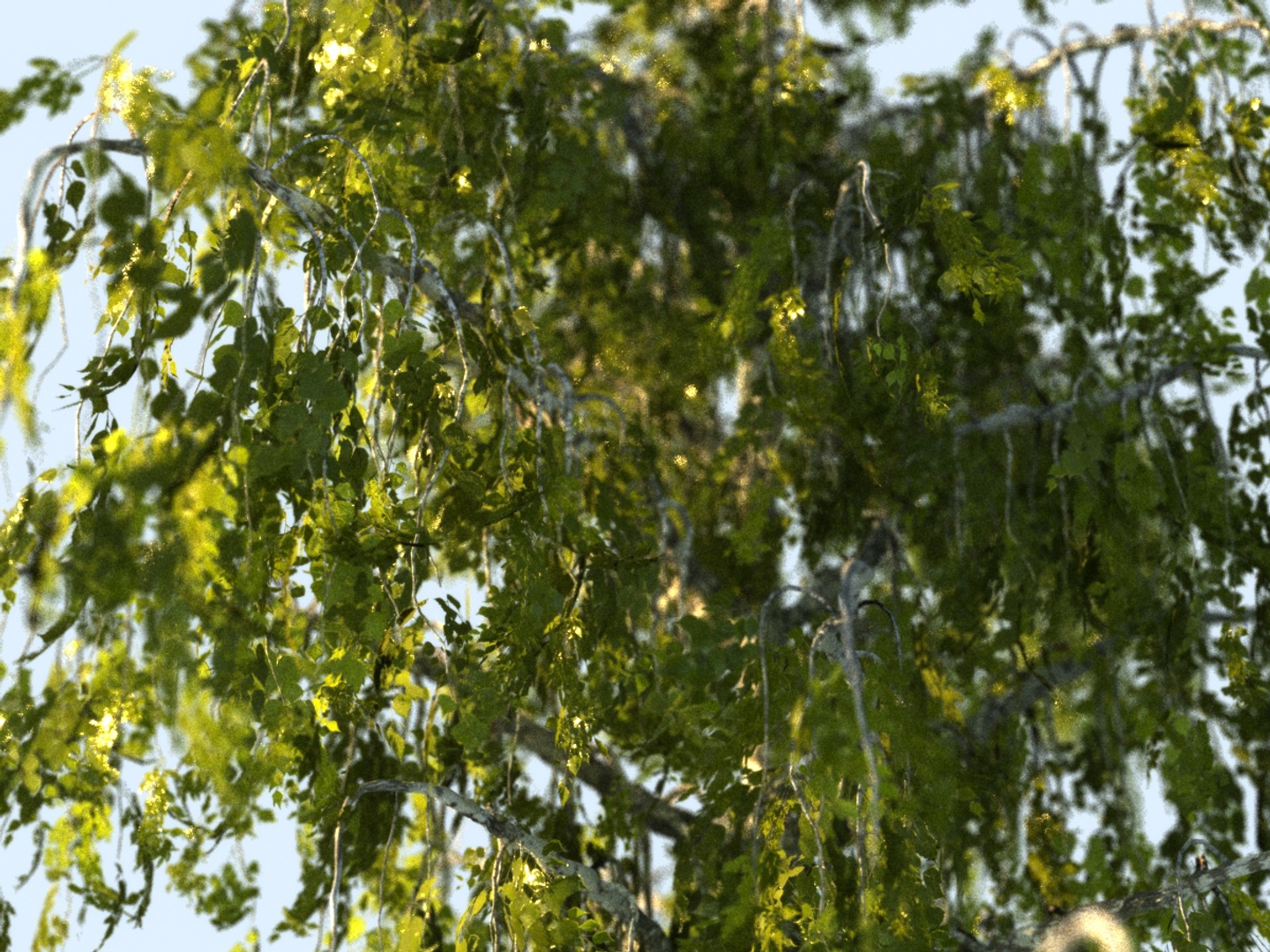 3D Birch-tree Pack 4 Tree - TurboSquid 1307110