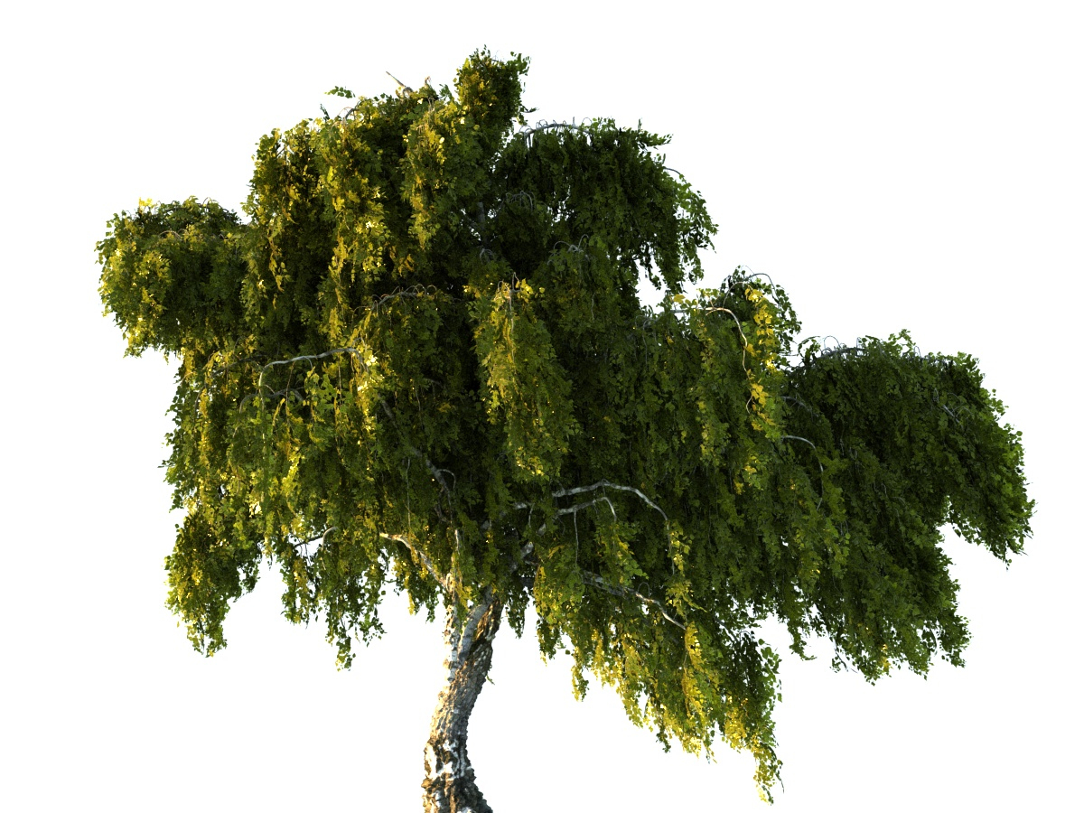 3D birch-tree pack 4 tree - TurboSquid 1307110