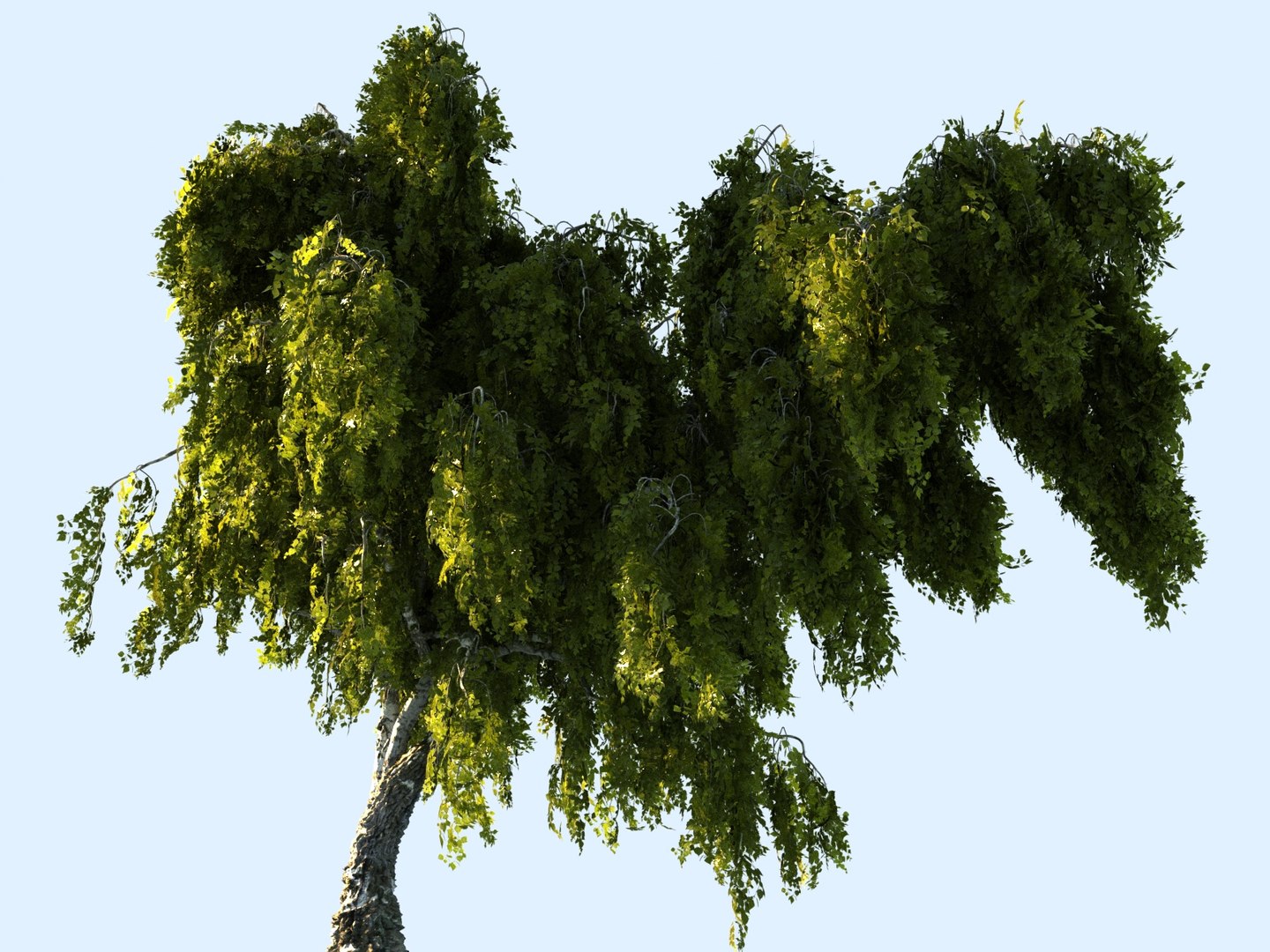 3D Birch-tree Pack 4 Tree - TurboSquid 1307110
