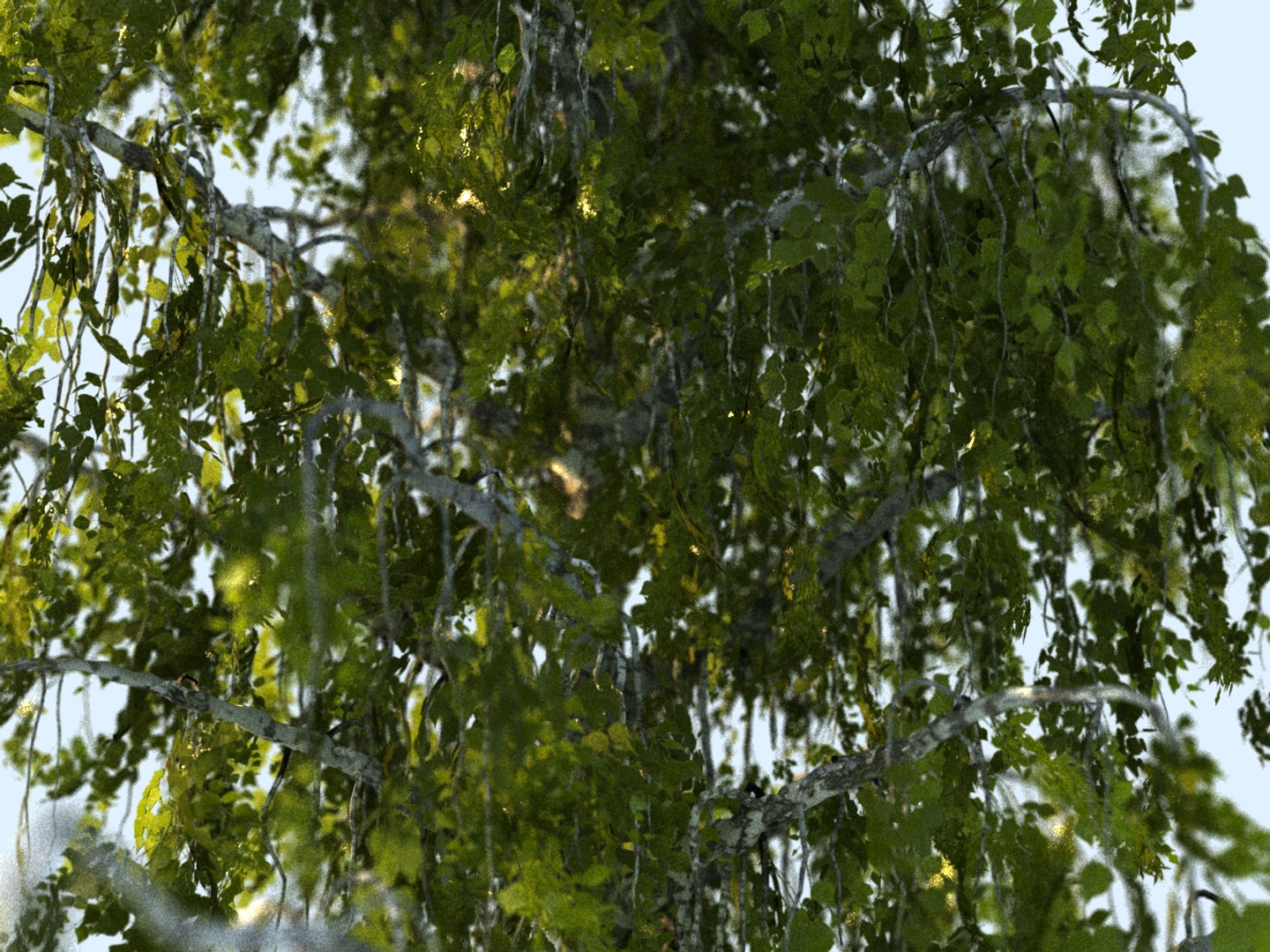 3D Birch-tree Pack 4 Tree - TurboSquid 1307110