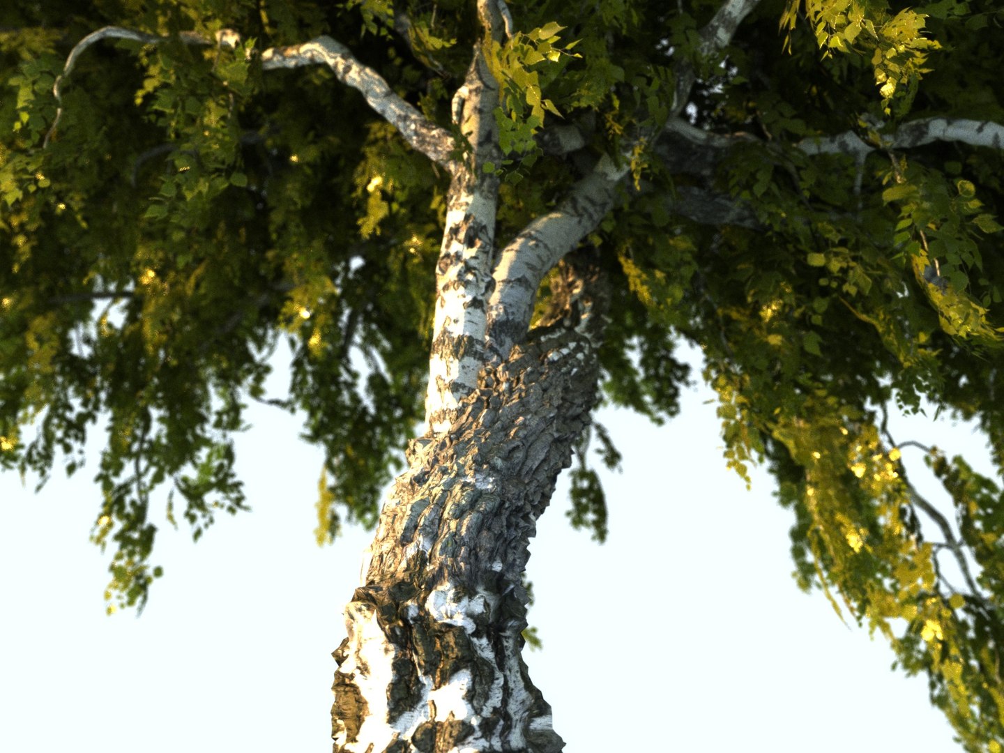 3D Birch-tree Pack 4 Tree - TurboSquid 1307110