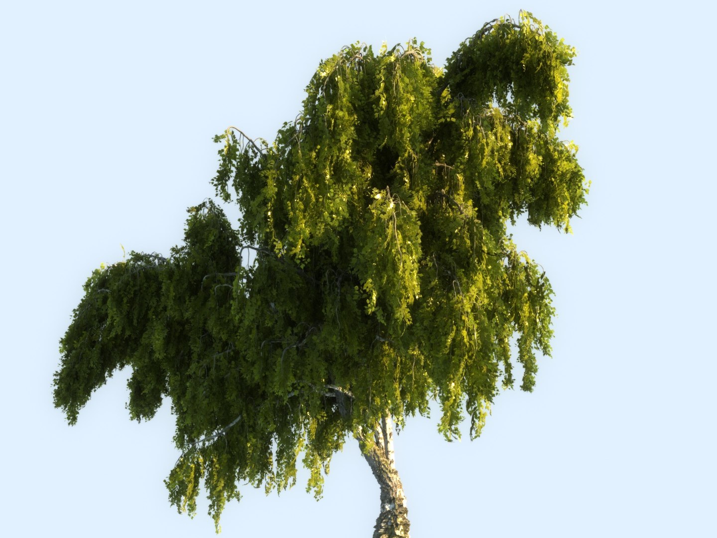 3D Birch-tree Pack 4 Tree - TurboSquid 1307110