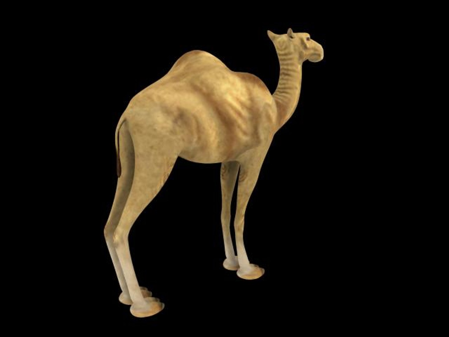 3d Camel Model