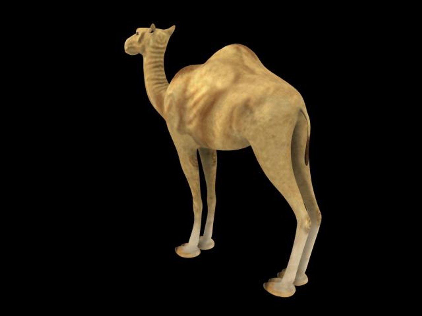 3d Camel Model