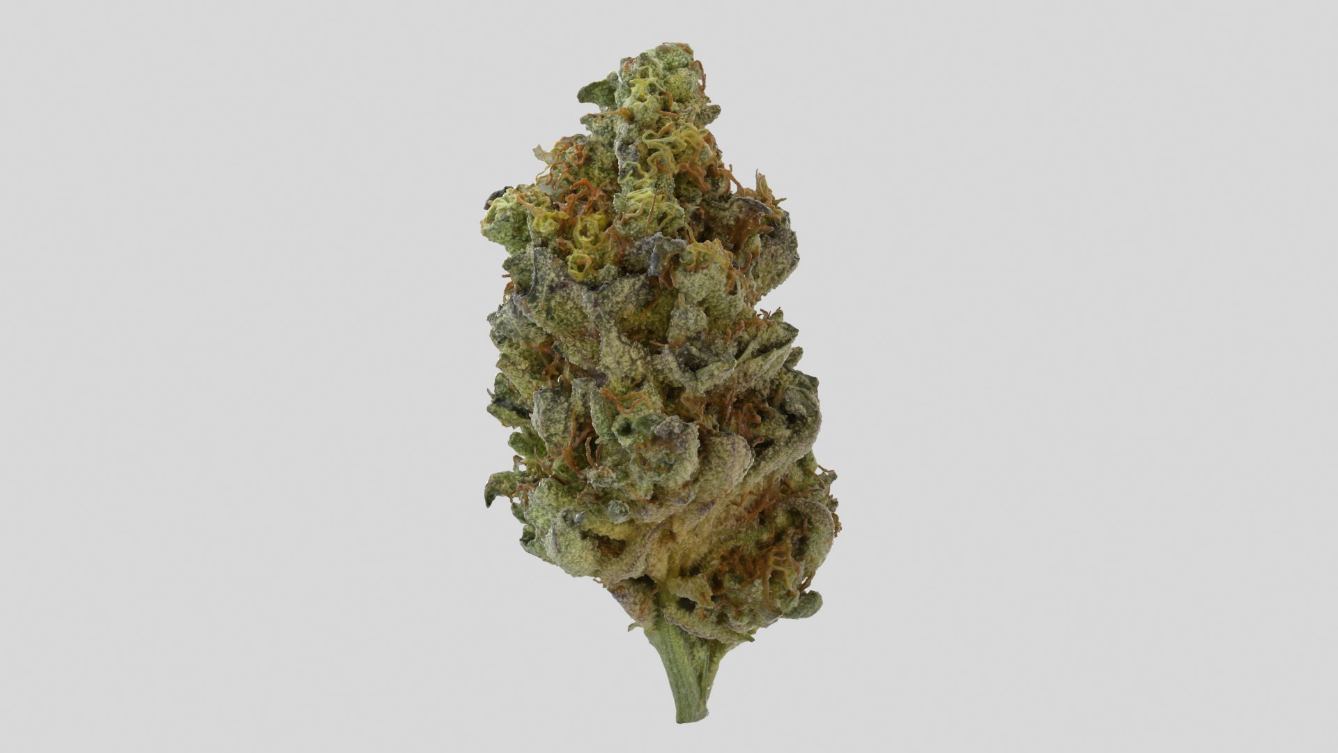 Cannabis bud scan 3D model - TurboSquid 1550449