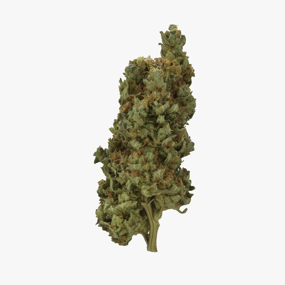Cannabis bud scan 3D model - TurboSquid 1550449