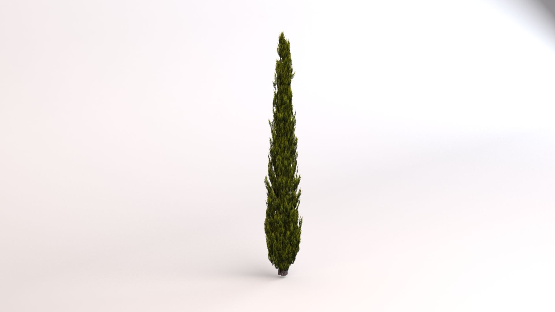 3D Italian Cypress Model - TurboSquid 1651787